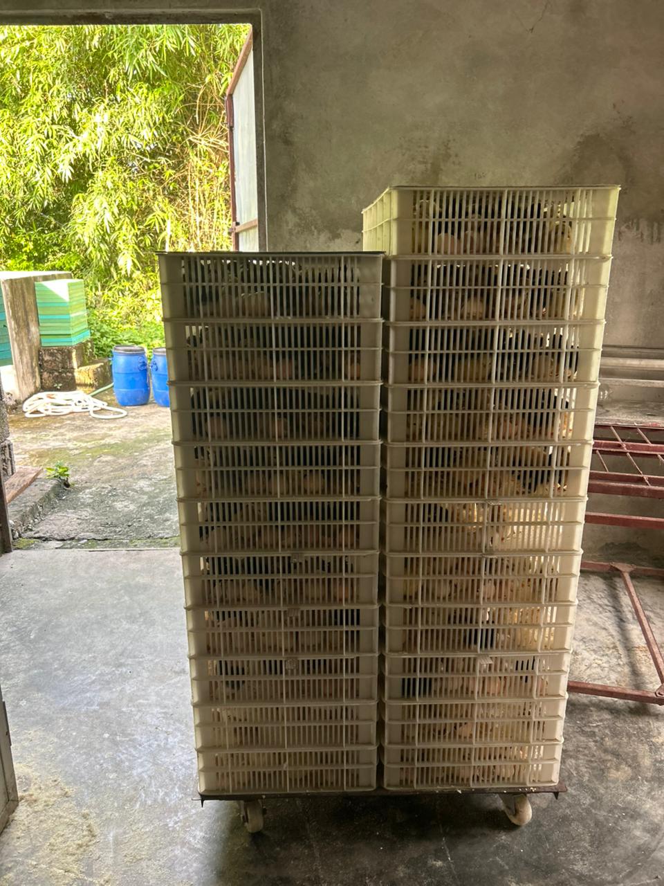 Bastola Poultry Farm