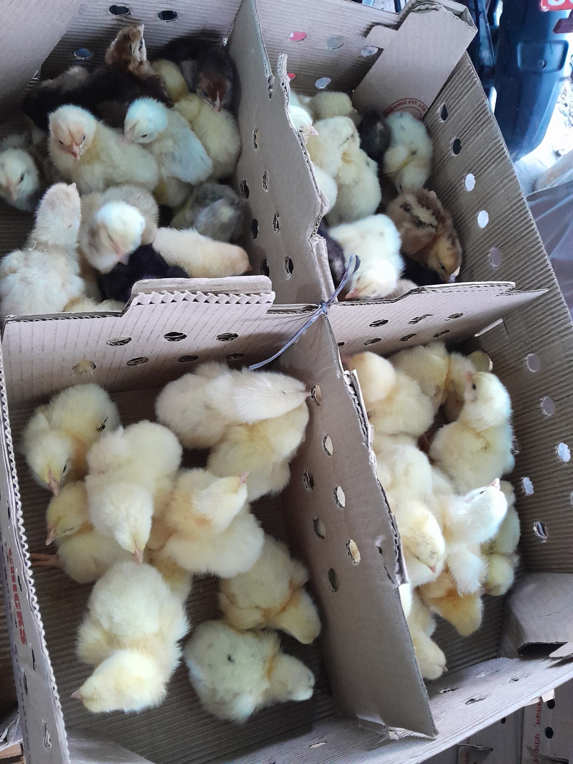 Bastola Poultry Farm